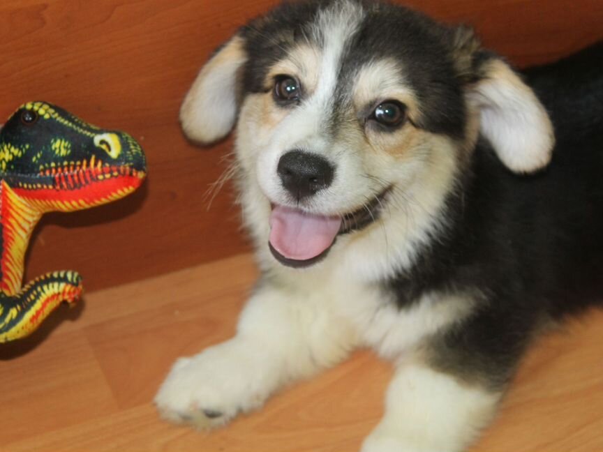 Корги мальчик