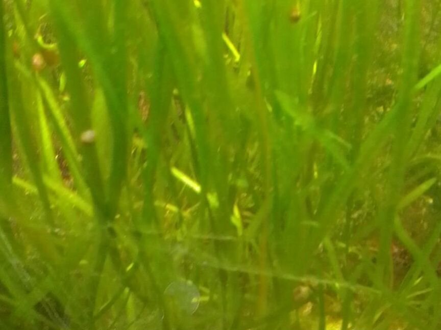 Аквариумные растения