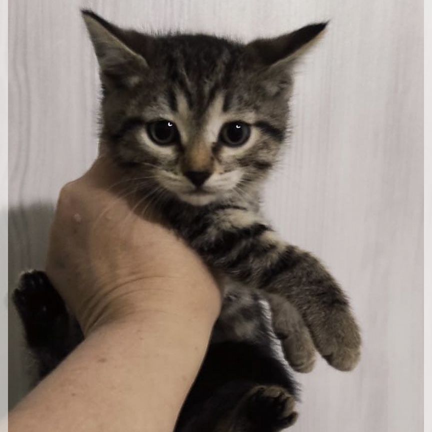 Котенок (девочка) 1,5 мес. в добрые руки