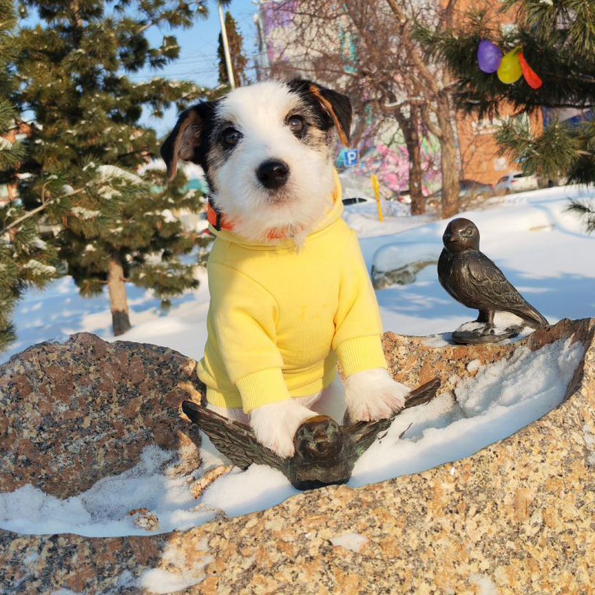 Джек-рассел-терьер, щенок