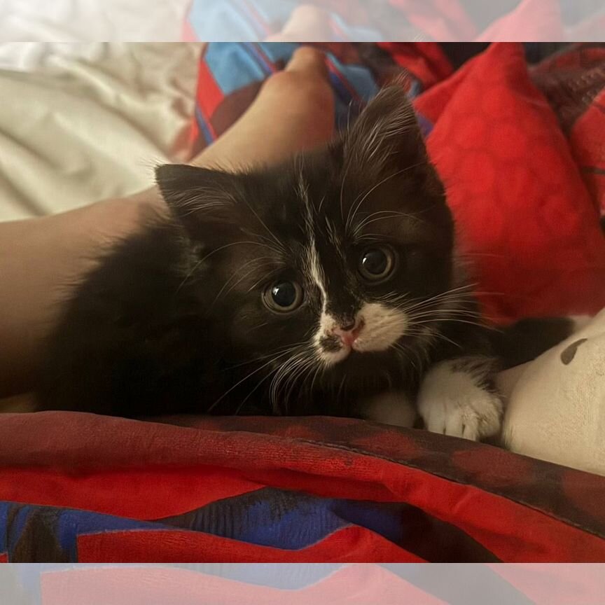 Котёнок в добрые руки