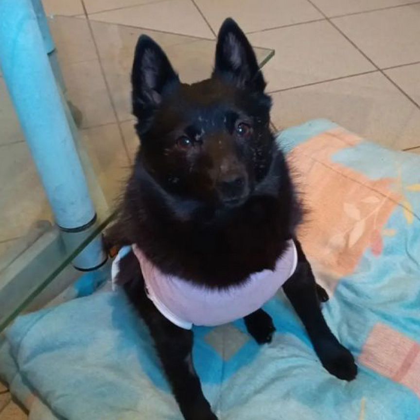 Бельгийская овчарка, взрослая собака