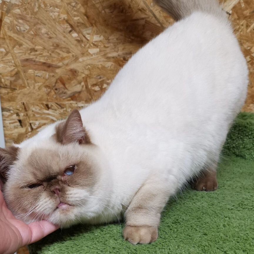 Британская кошка