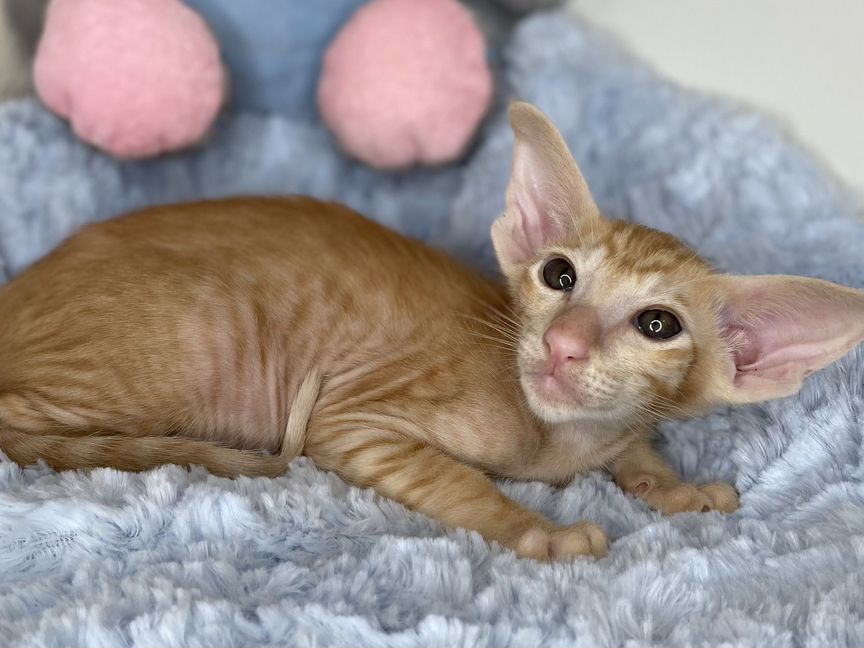 Ориентальные котята с документами