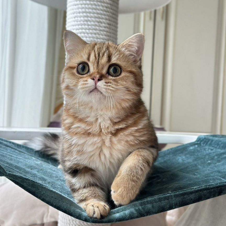 Шотландские котята Furor Pretty Boy