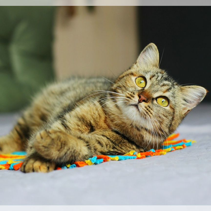 Котёнок в добрые руки