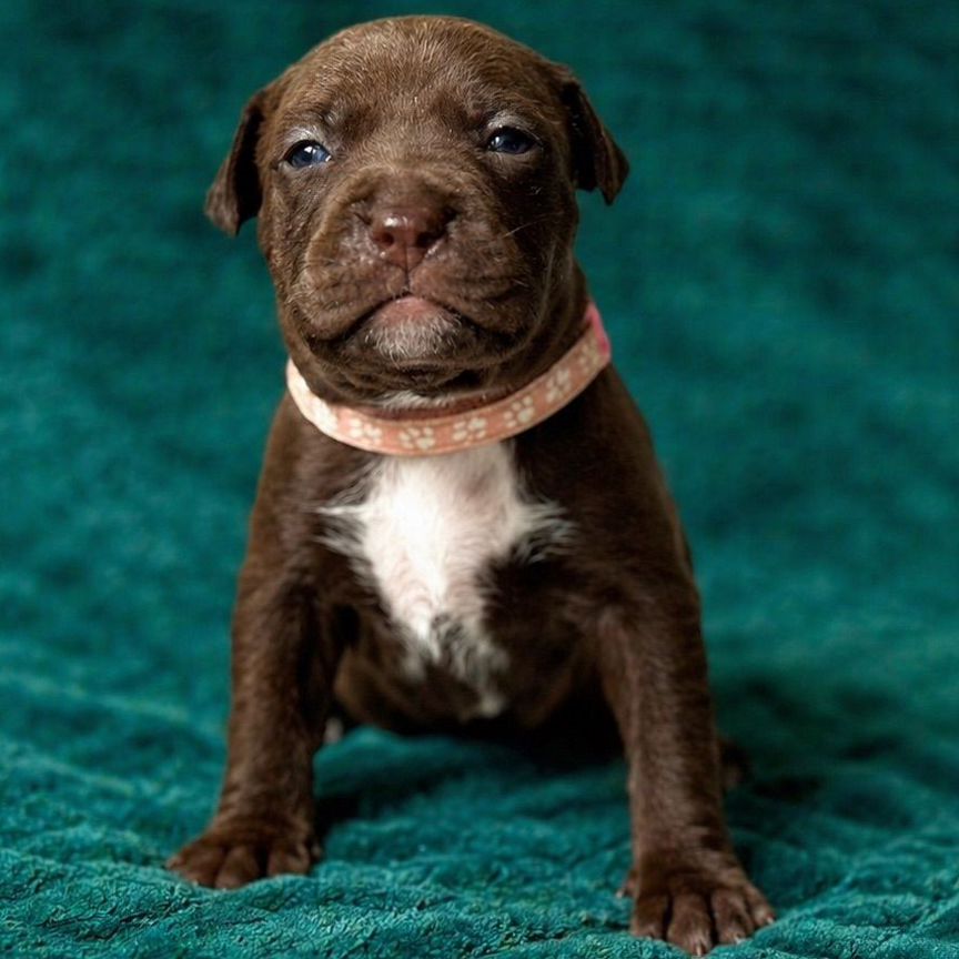 Американский питбультерьер, щенок