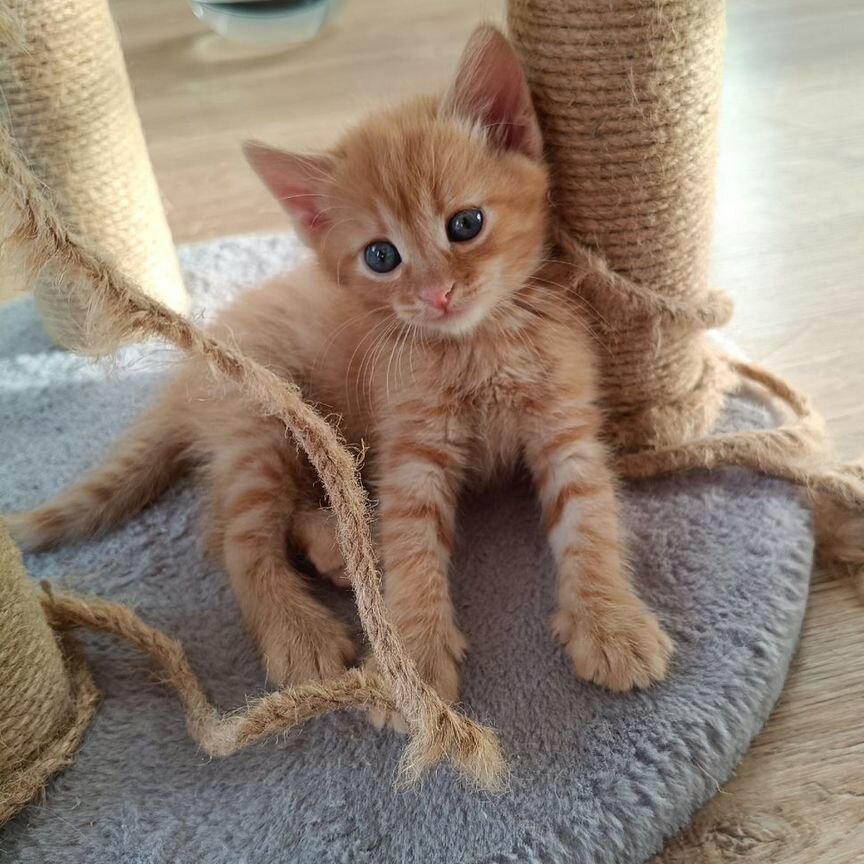 Котёнок в добрые руки