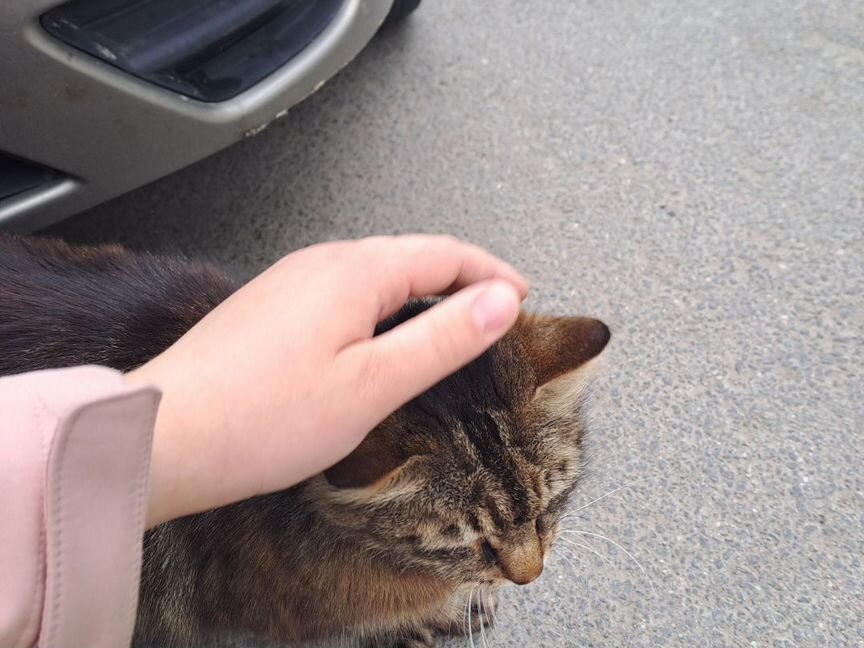 Кошка в добрые руки