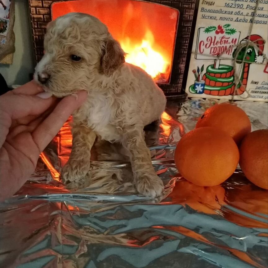 Пудель