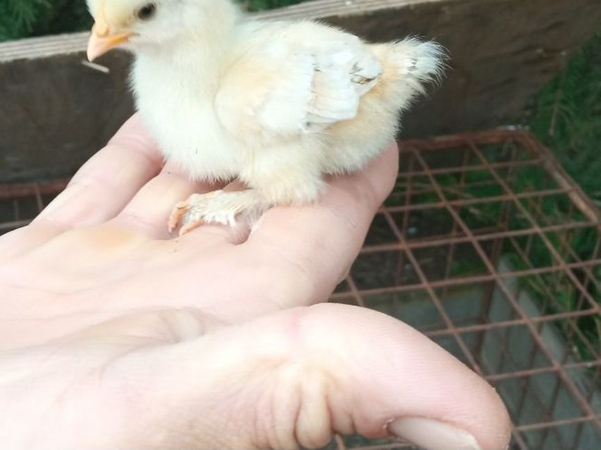 Квочки с цыплятами