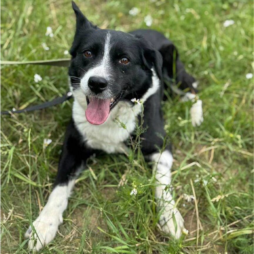 Взрослая собака в добрые руки