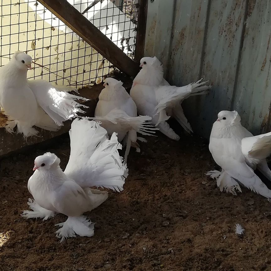 Голубь омский статный