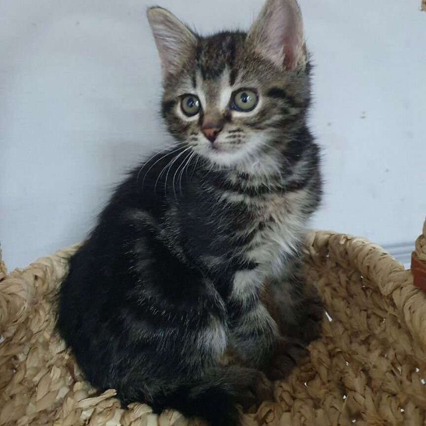 Котёнок