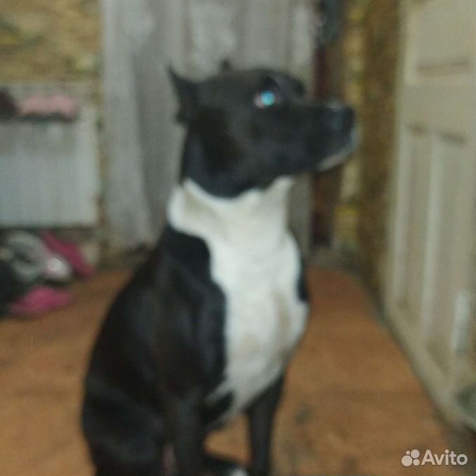 Вязка американский стаффоширского терьера