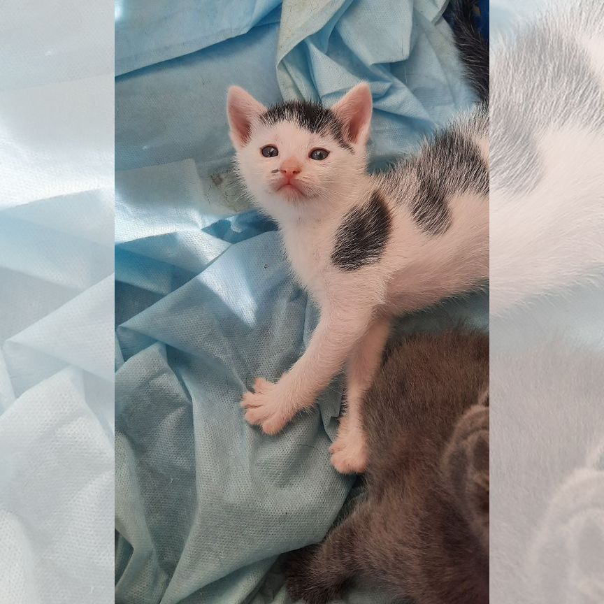 Котята в добрые руки бесплатно