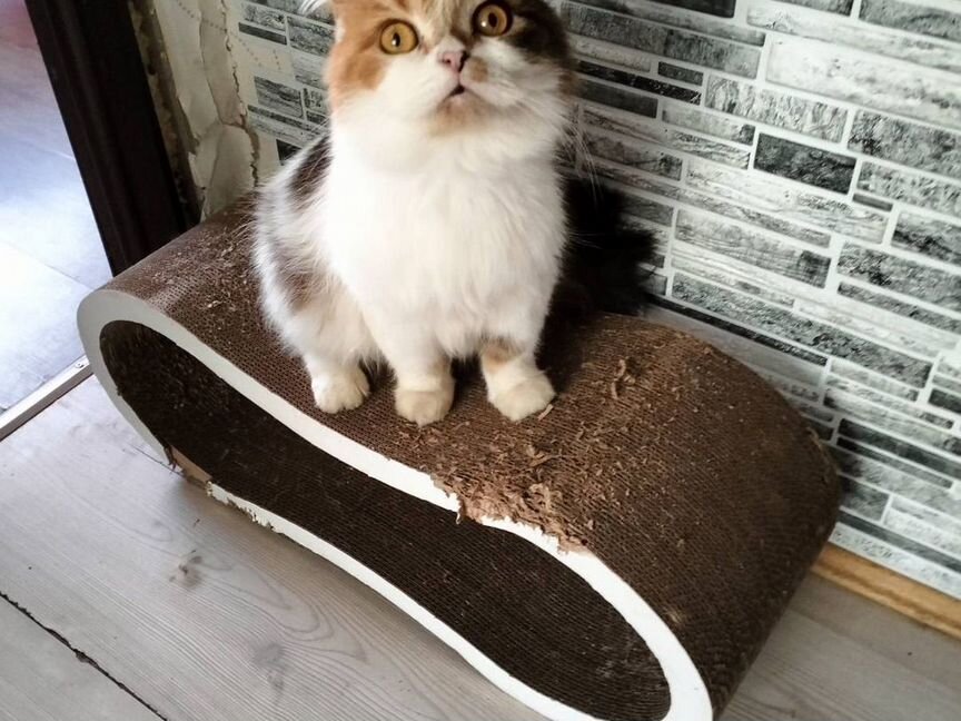 Кошка хайленд страйд