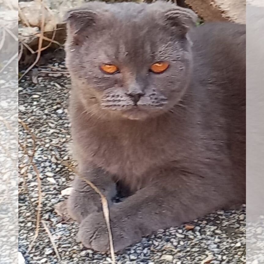Кошка в добрые руки