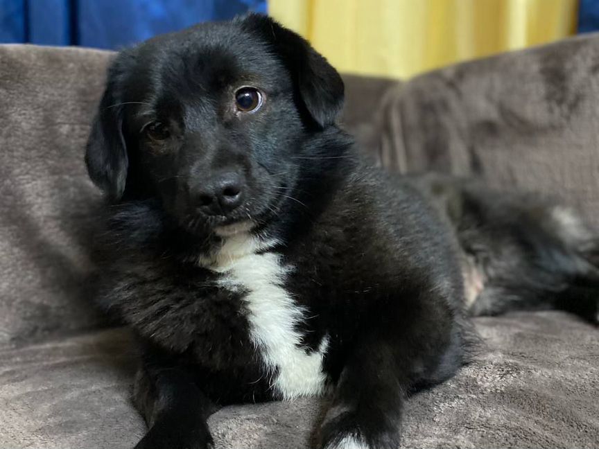 Маленькая собака Плюша в добрые руки