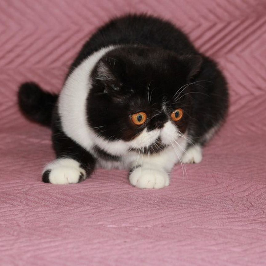 Котик экзотик
