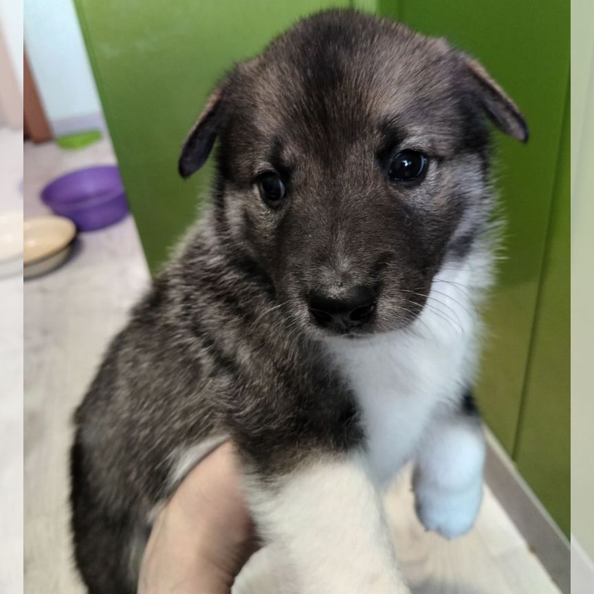 Западносибирская лайка, щенок