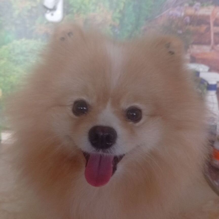 Померанский шпиц, взрослый пёс