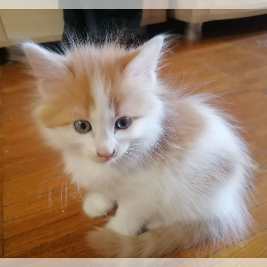 Отдам котят от домашней кошки