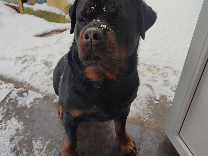 Щенки ротвейлера 15 р