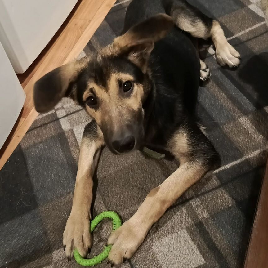 Щенок в добрые руки