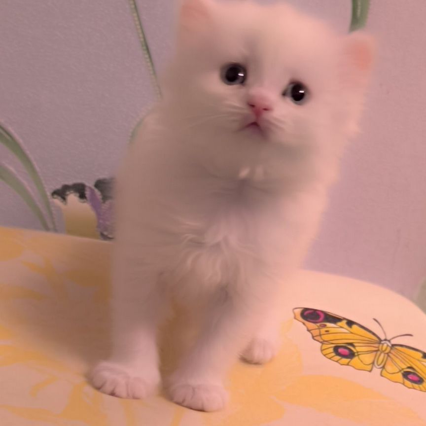 Комочек счастья