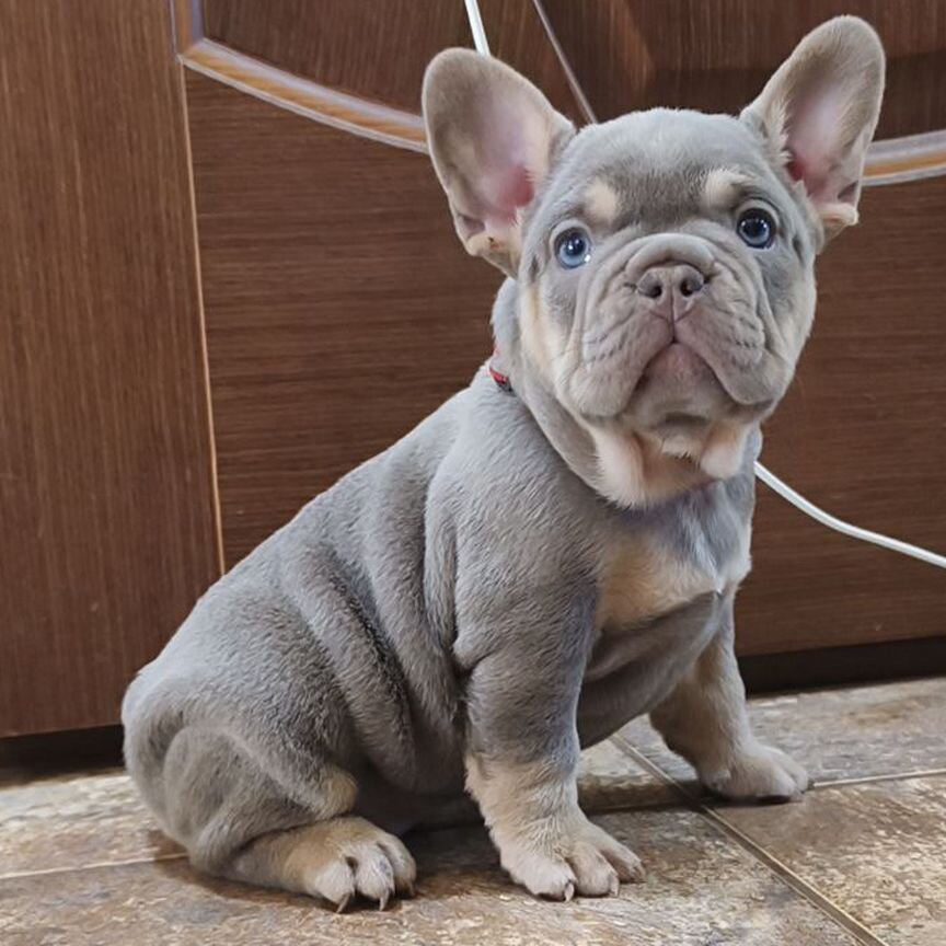 Французский бульдог изабелла