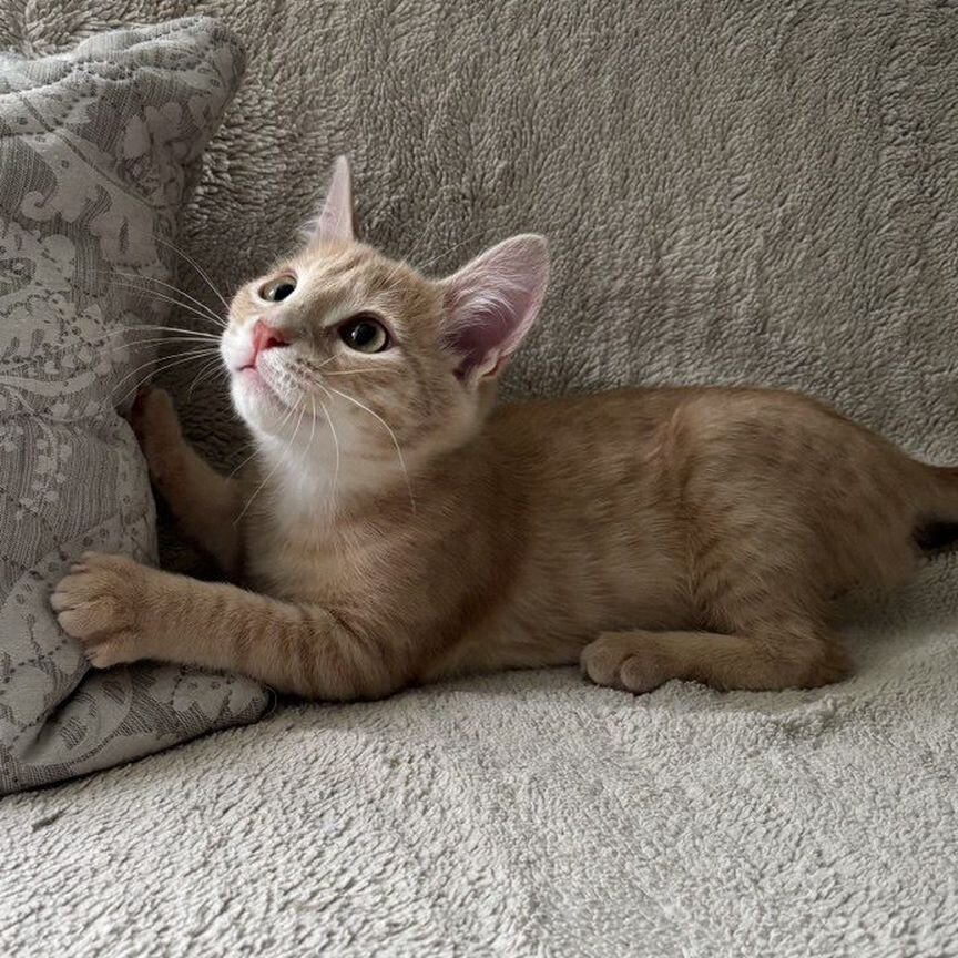 Рыжий кот
