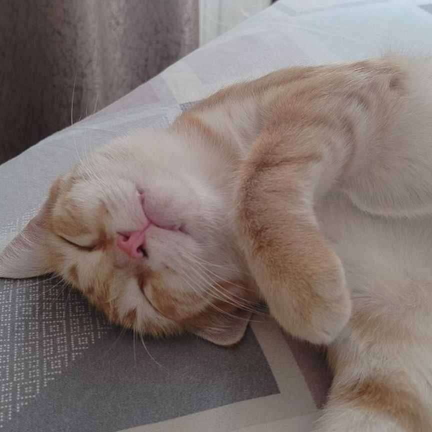 Кошки в добрые руки