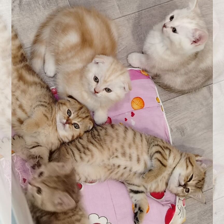 Шотландский вислоухий короткошёрстный котёнок