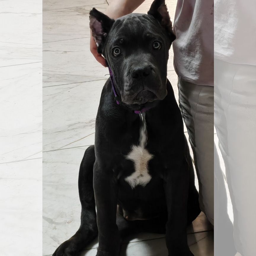 Кане-корсо, щенок