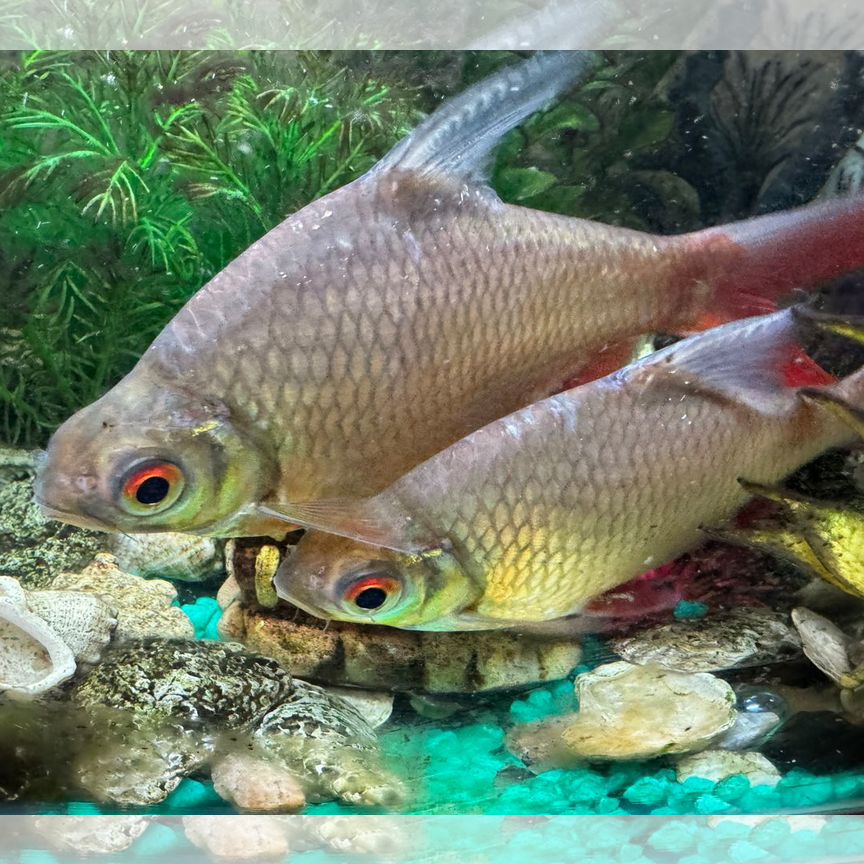 Карповидный барбус