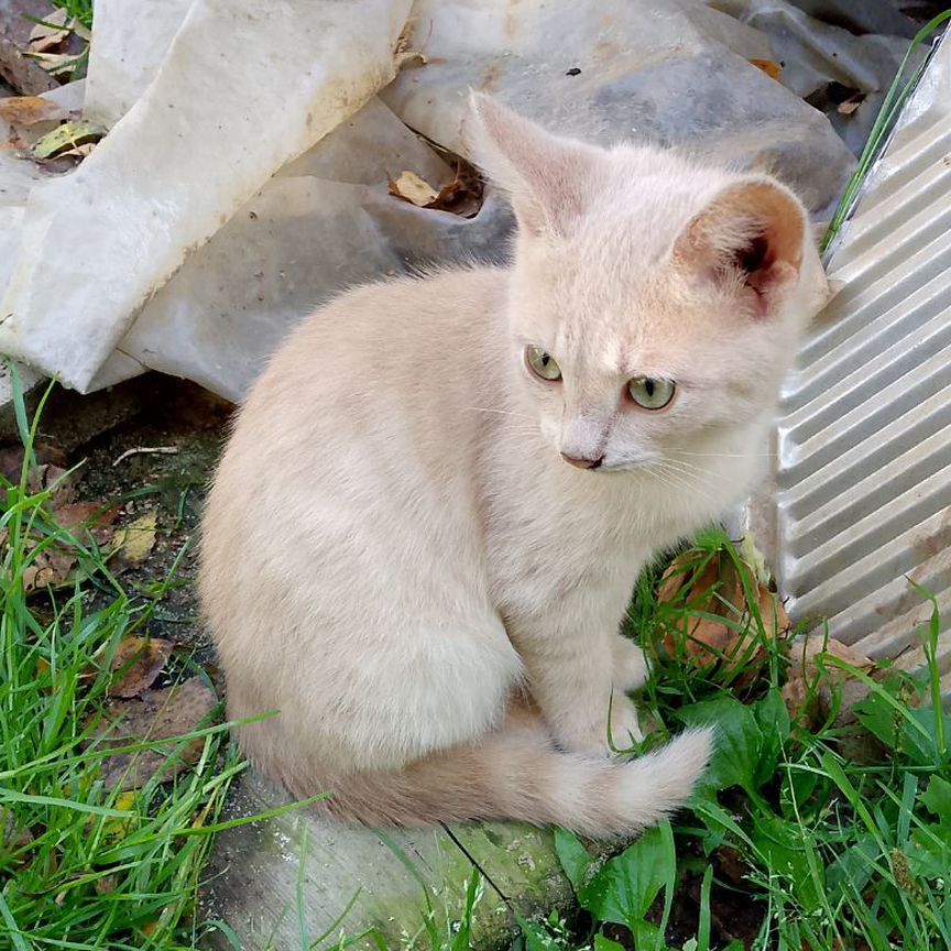 Персиковый котик