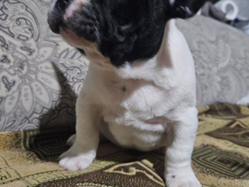 Французский бульдог щенки