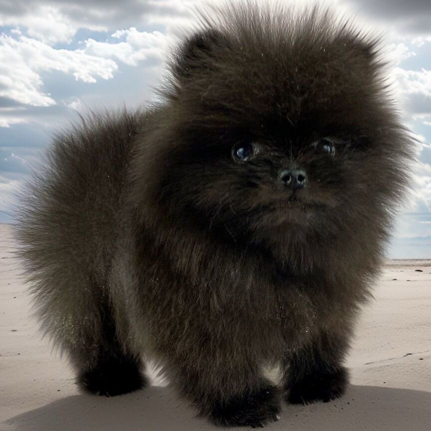 Померанский шпиц, щенок