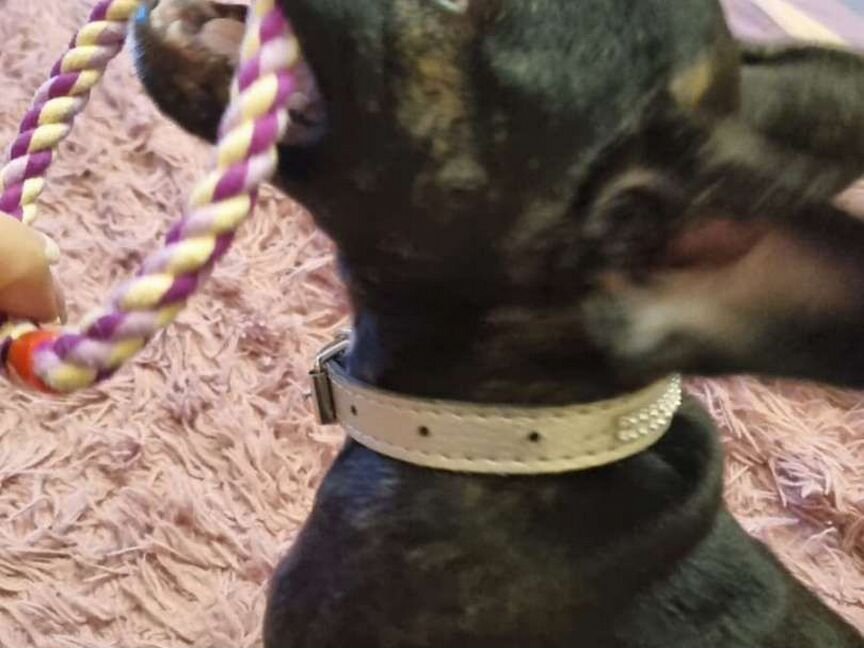 Щенок французский бульдог