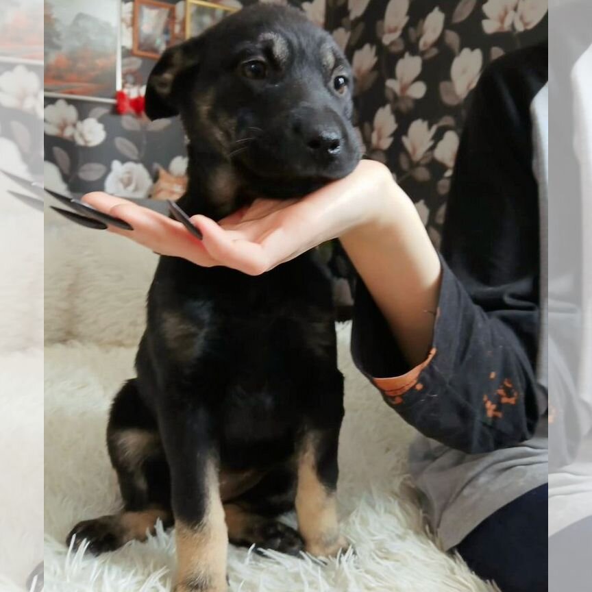 Собака в добрые руки