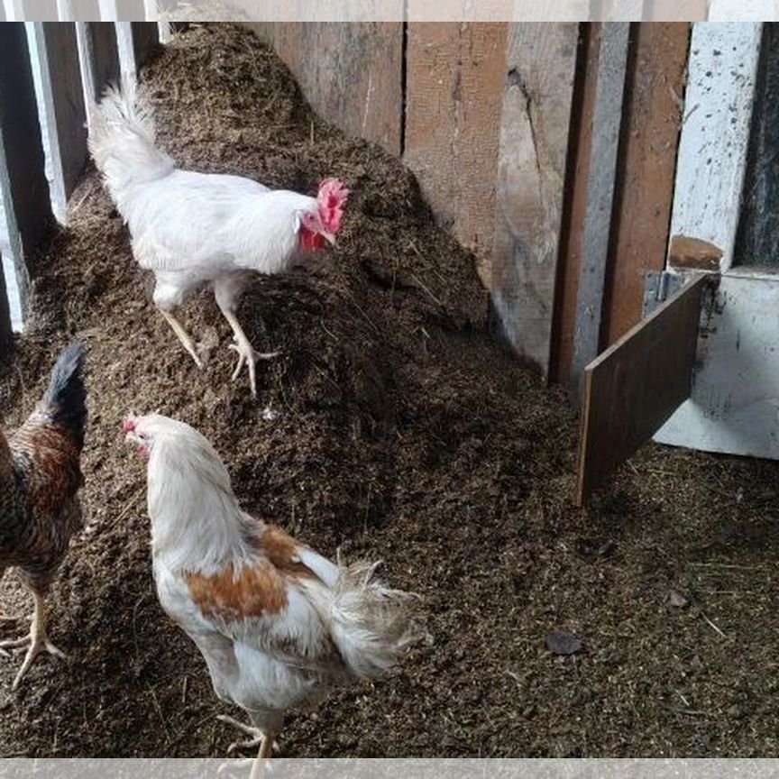 Продам молодых петушков