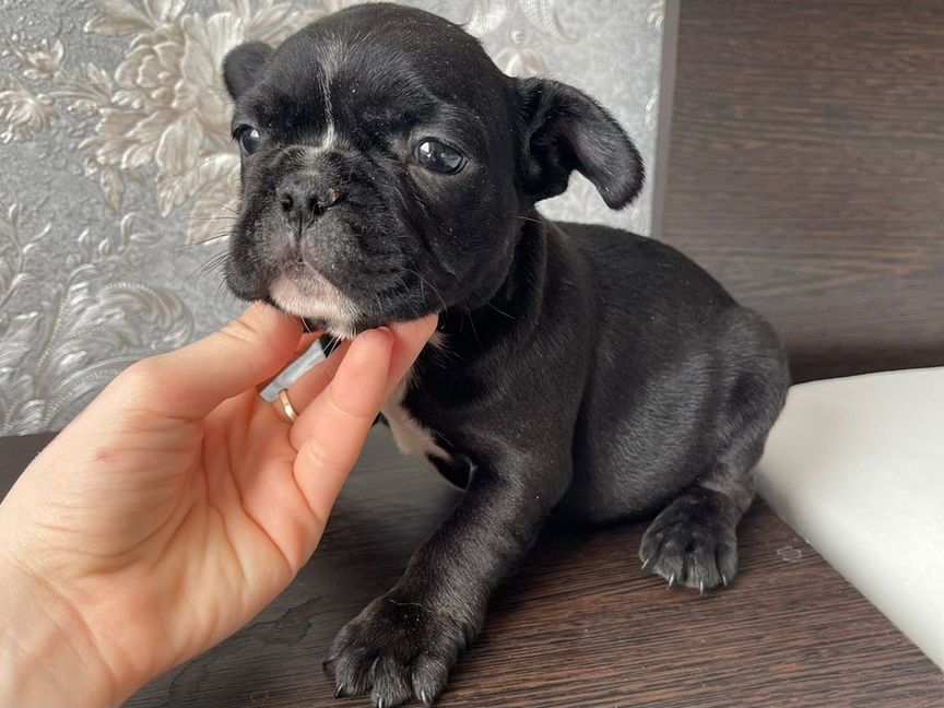 Малыши французы