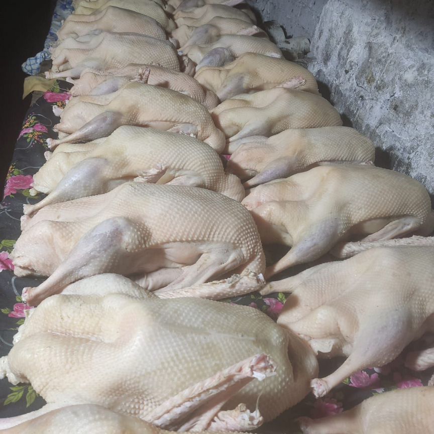 Продам мясо гусей,уток