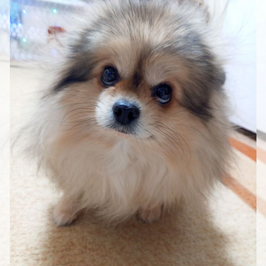 Немецкий шпиц, взрослая собака