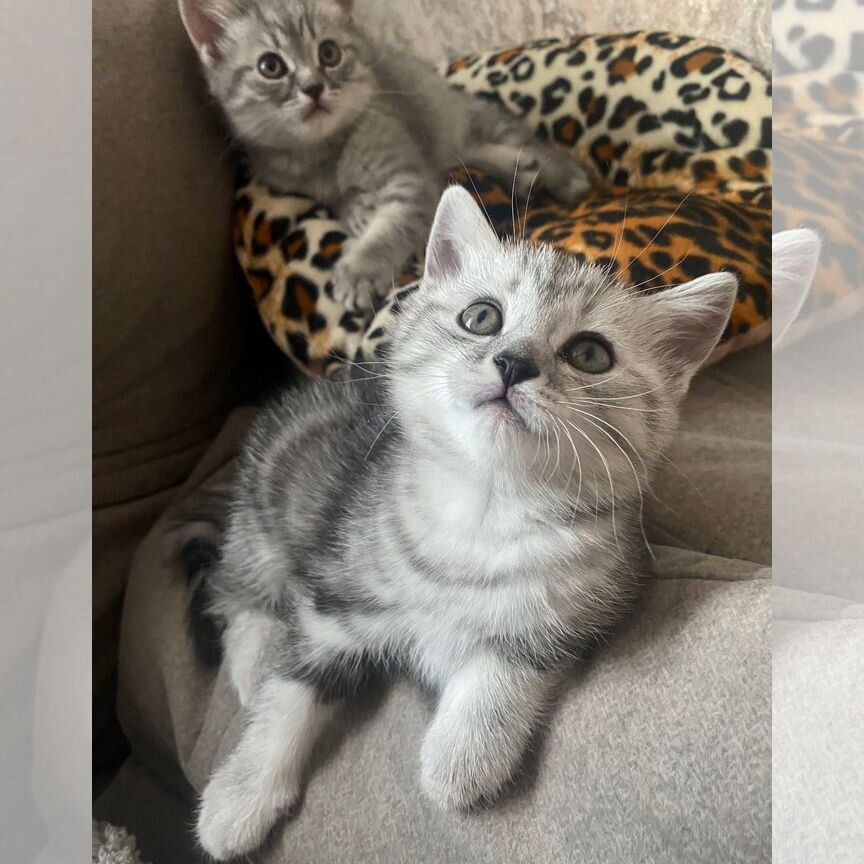 Шотландский прямоухий короткошёрстный котёнок