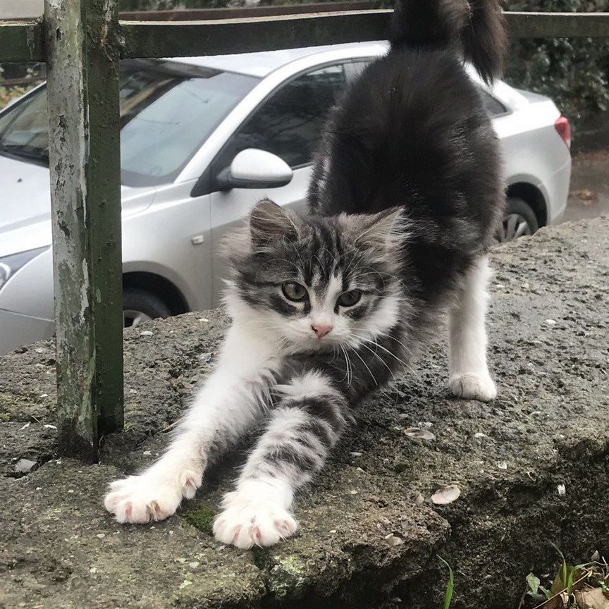 Кому котенка на новый год