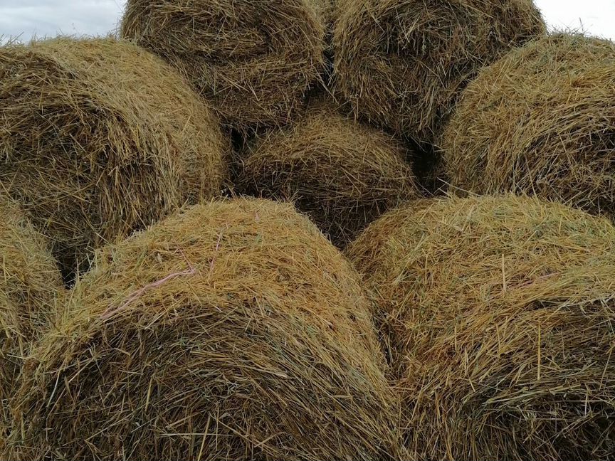 Солома овсяная