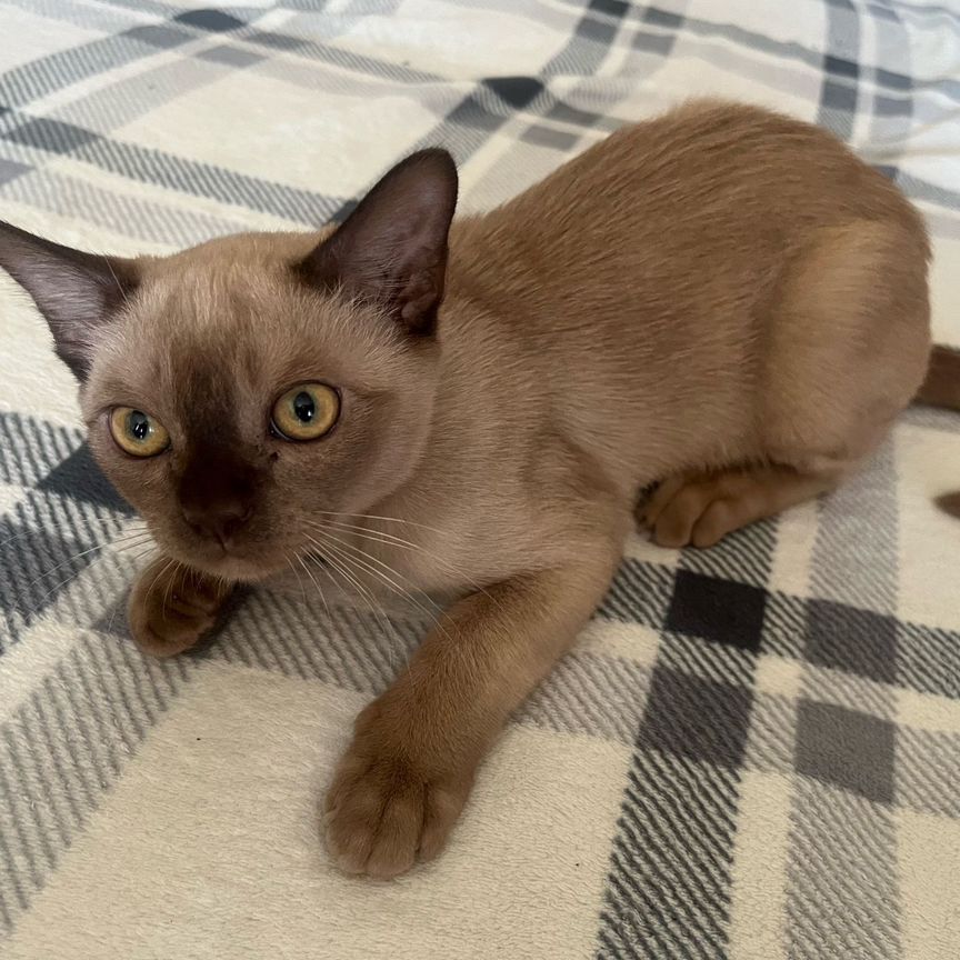 Европейский бурманский котёнок