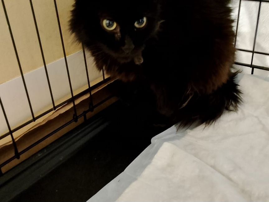 Кошечка с котятками из подвала